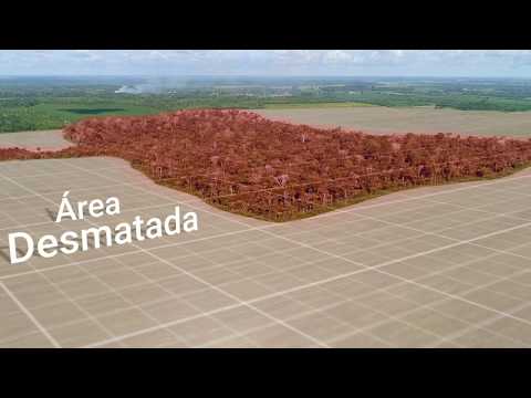 Cattle Ranching and Deforestation in the Amazon