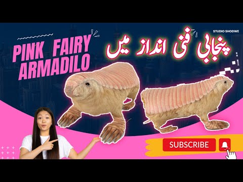 Unmatched Facts About Pink Fairy Armadillos | Can you have a pink fairy armadillo as a pet?