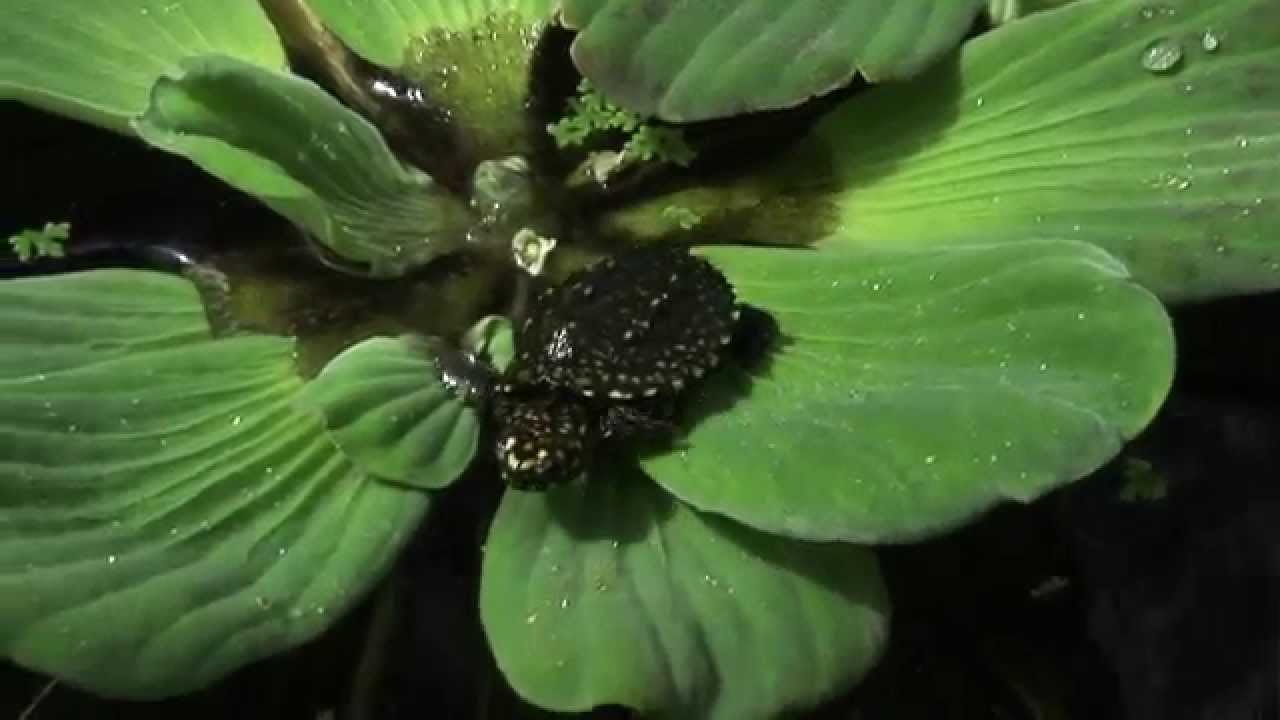 Turtle Conservancy - Who We Are
