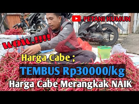 Harga cabe merangkak naik