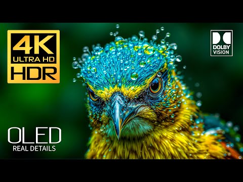 The Best one: Amazing Dolby Vision HDR 4K 60 FPS (4K Video)