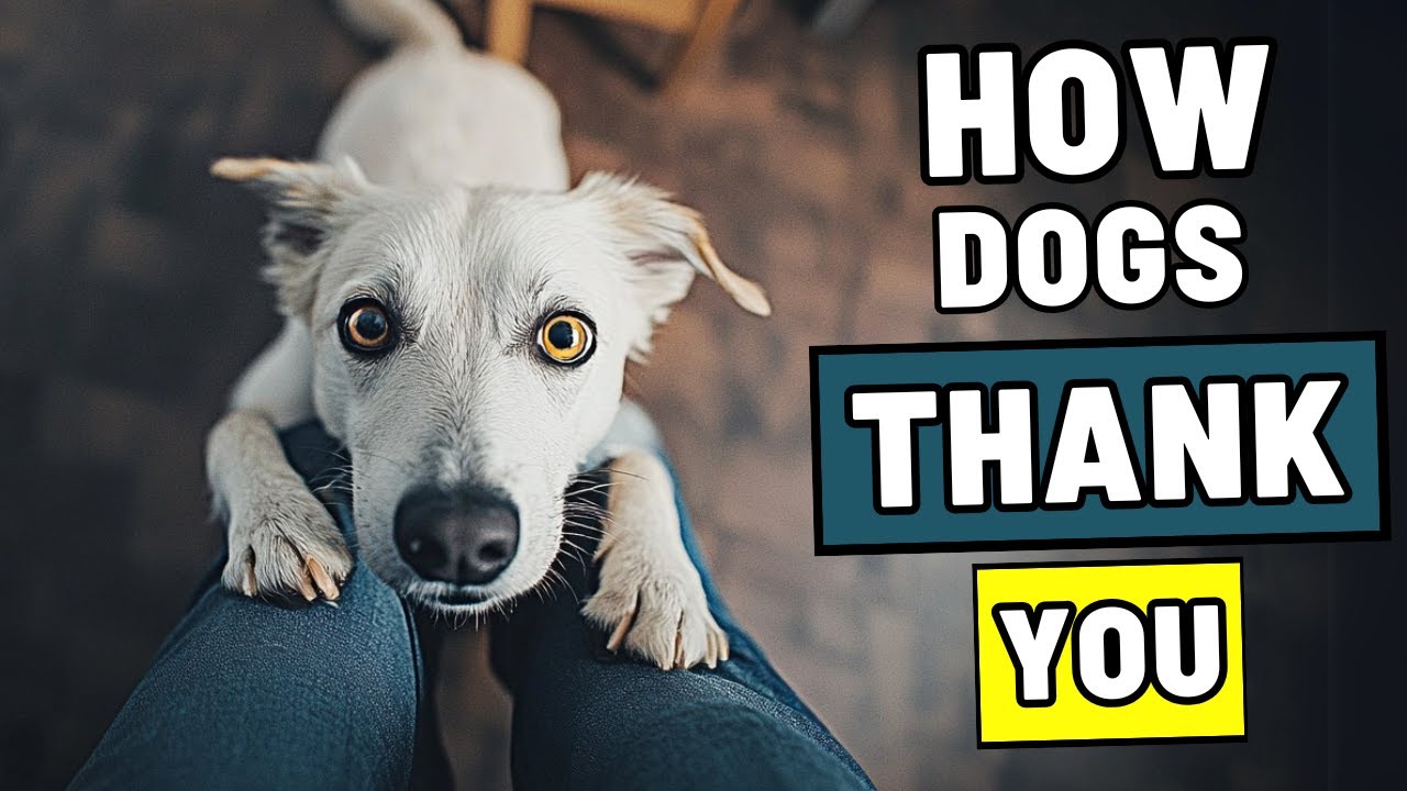 8 Things Your Dog Does to Thank You