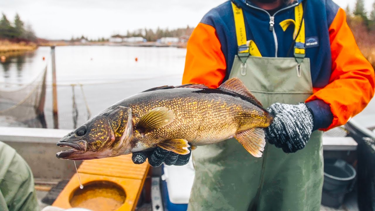 Catching Spawning Walleye (Learning About Walleye Biology)