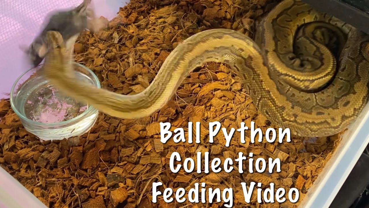 Ball Python Collection F/T Feeding Video