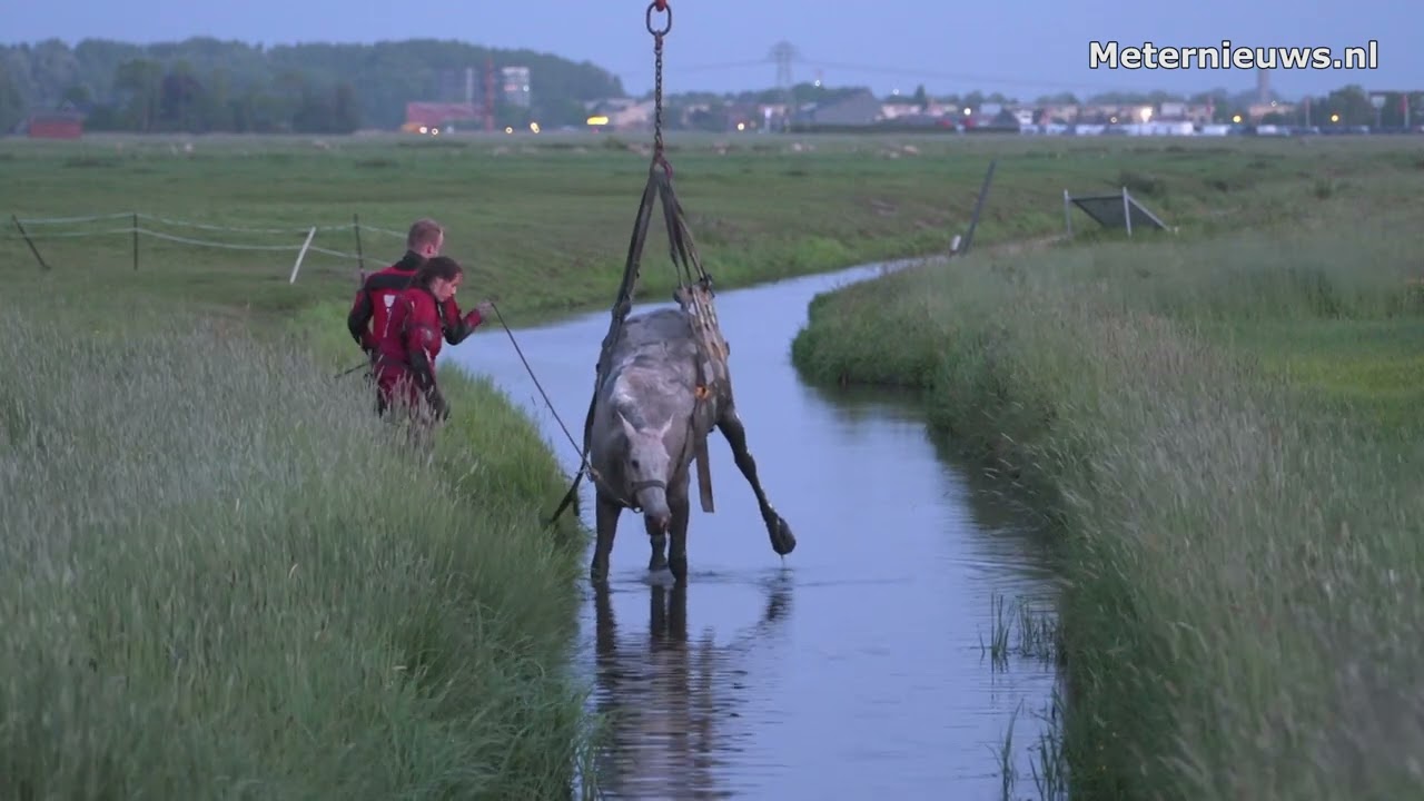 Brandweer haalt paard uit sloot in Groningen(Video)