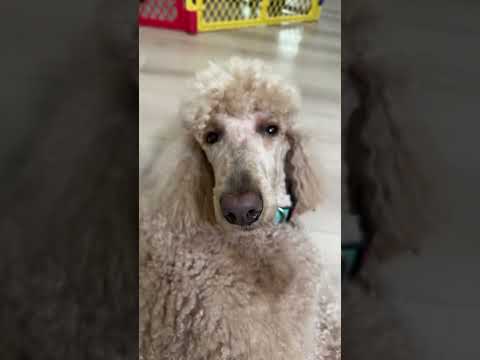 SING TO ME TREND #love #dogs #puppy #poodle #trending #shortsfeed #shorts #like #pets #viral #fyp