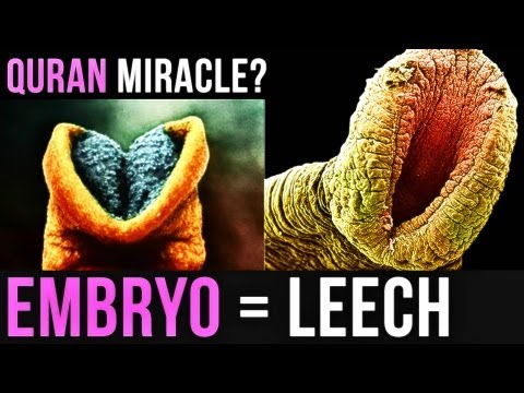 Embryology In Islam – UnbiasedIslam