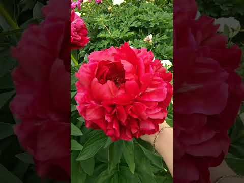 Тhe biggest peony flowers!????| #shorts #gardening #beautiful #flowers #amazing