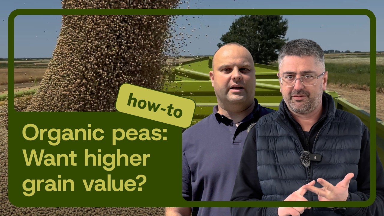 One Crop, Two Benefits: Income and Free Nitrogen
