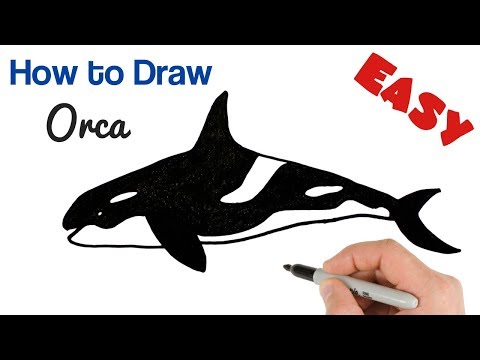 How to Draw Killer Whale Orca | How to Draw Animals Easy Art Tutorial