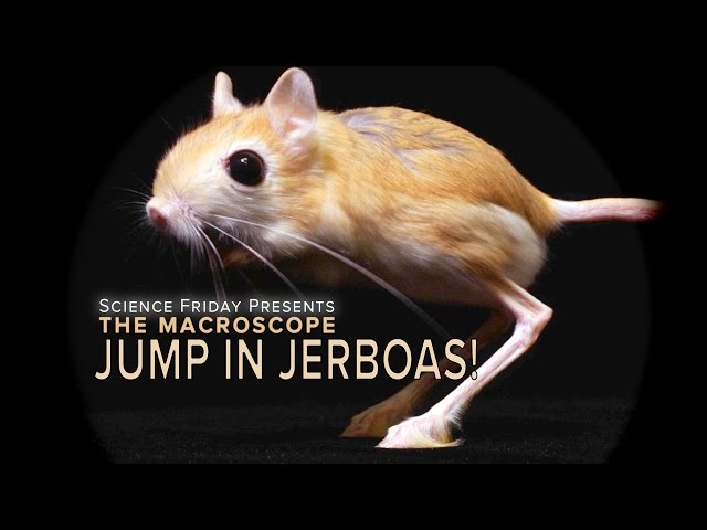 The Remarkable Anatomy and Growth Mechanisms of Jerboas | Galaxy.ai