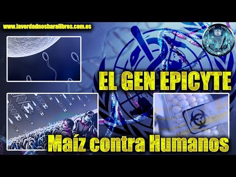 El Gen Epicyte, Maíz contra Humanos – Creer para Crear