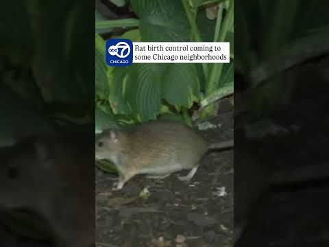 Rat birth control coming to some Chicago neighborhoods