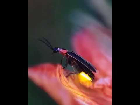 What do Fireflies Look Like Up Close? | 15 Minute Fun