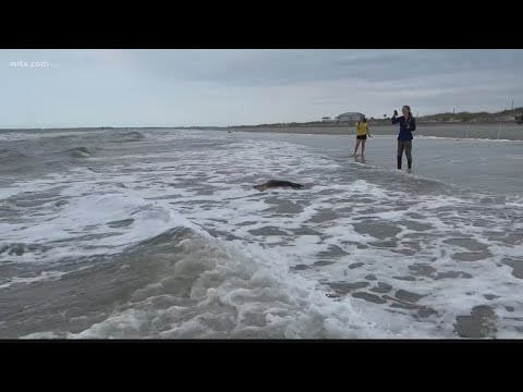 SC Aquarium releases sea turtles at Folly beach