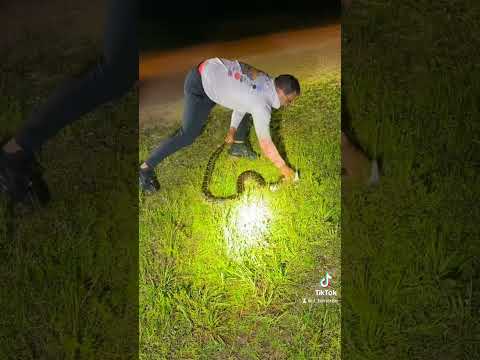 PYTHON WRANGLING