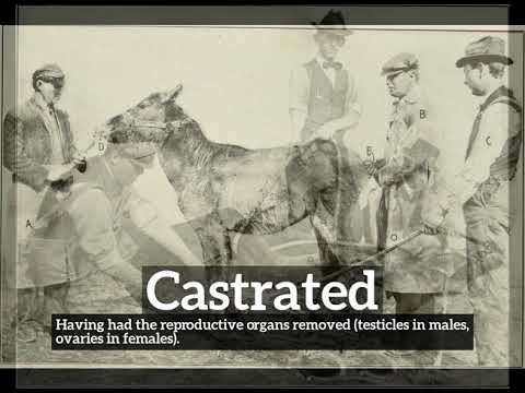 How Does Castrated Look? | How to Say Castrated in English? | What is Castrated?
