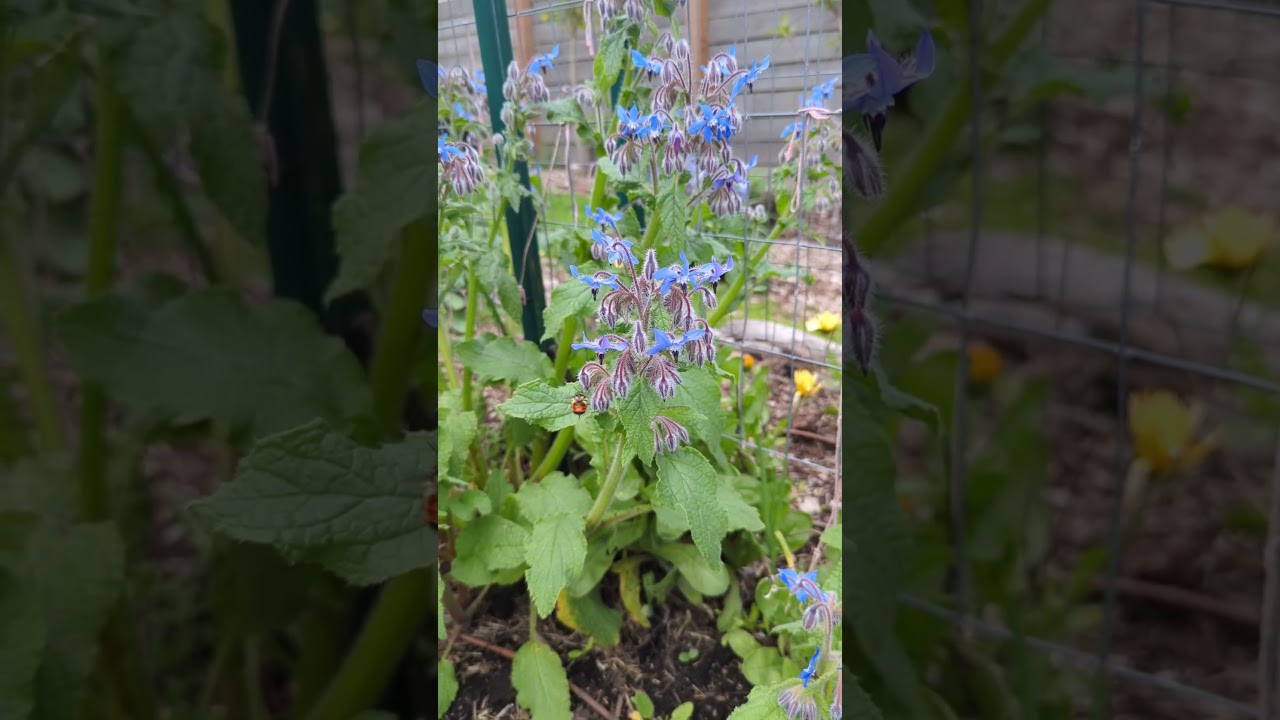 Why you should grow borage in your garden #gardening #pollinators #bees #borage #garden