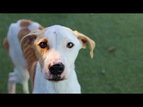 ‘Shocked he is still alive:’ NC shelter trying to save emaciated dog