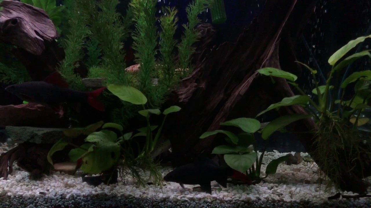 Red Tail Shark • Care Guide (Tank Setup, Mates & Diet)