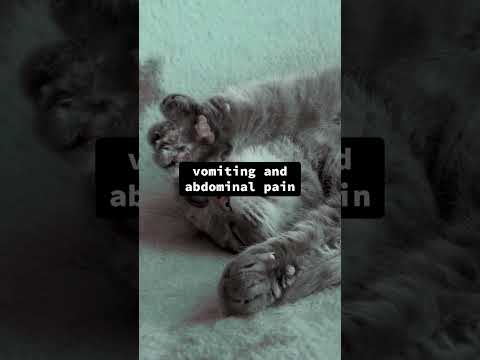 IBS in cats🐱