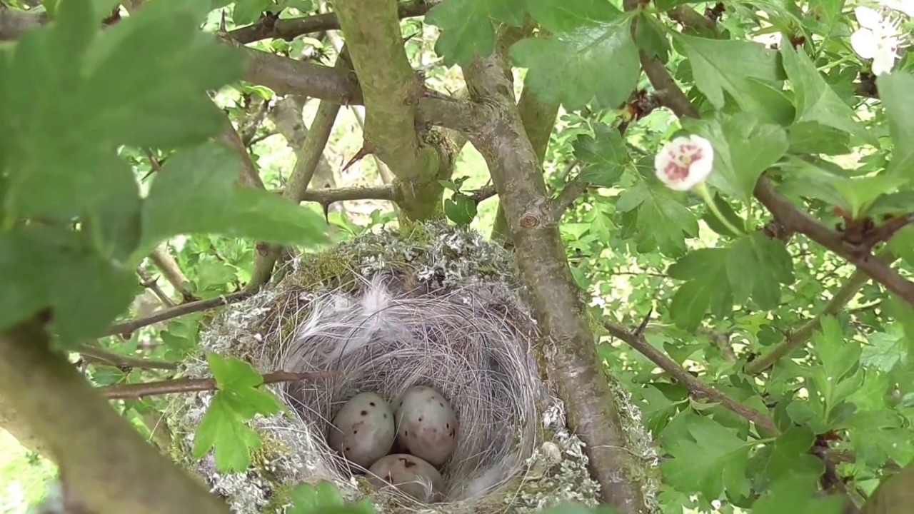 chaffinch nest eggs and bird