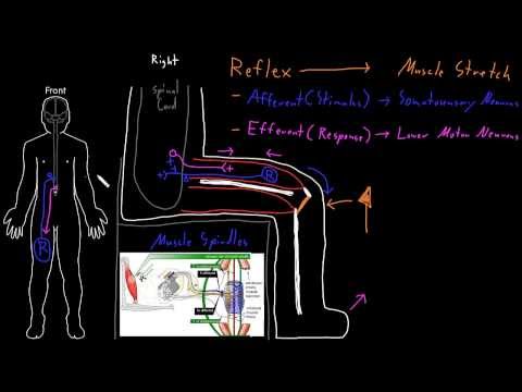 Muscle stretch reflex