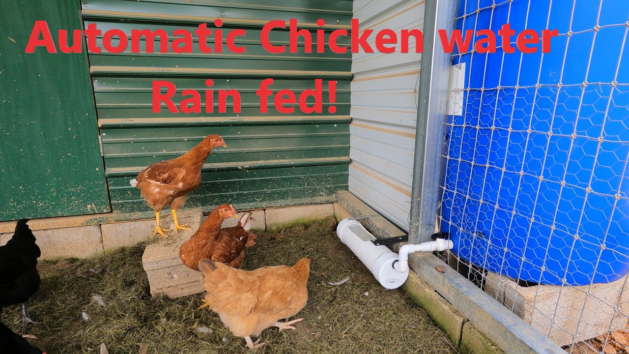How to build an Automatic Chicken Waterer