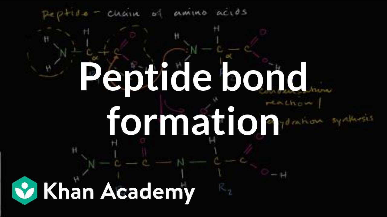 Peptide bond formation | Macromolecules | Biology | Khan Academy
