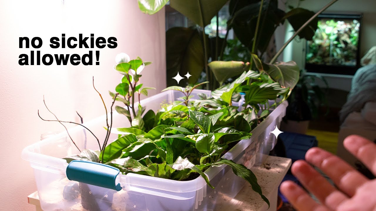 Prepping Plants For a Bioactive Enclosure