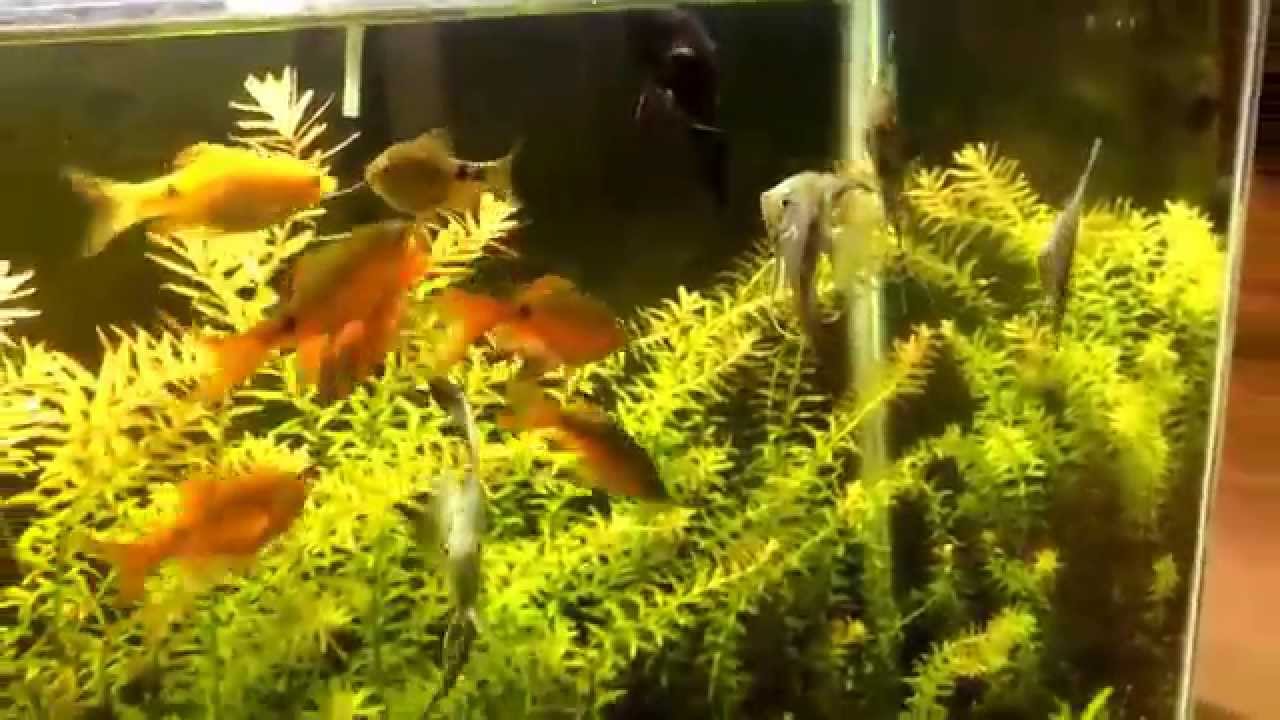 Rosy Barbs • Care Guide (Tank Setup, Mates & Breeding)