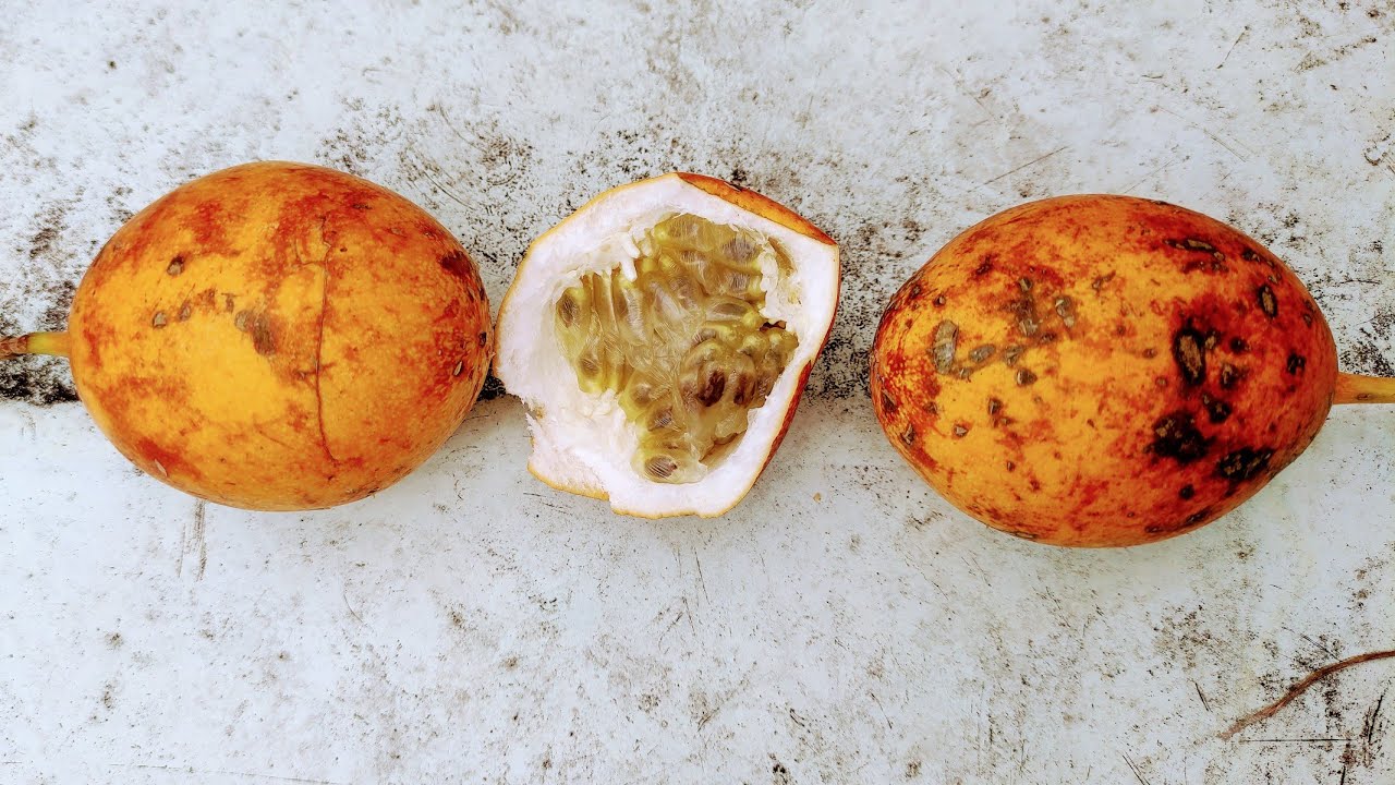 Elongated Granadilla (Passiflora ligularis) - a different variety?