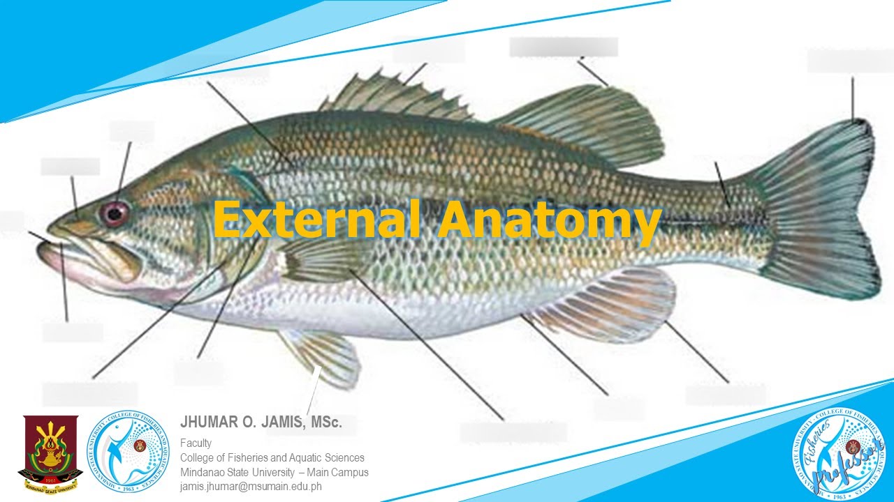 Fish External Anatomy
