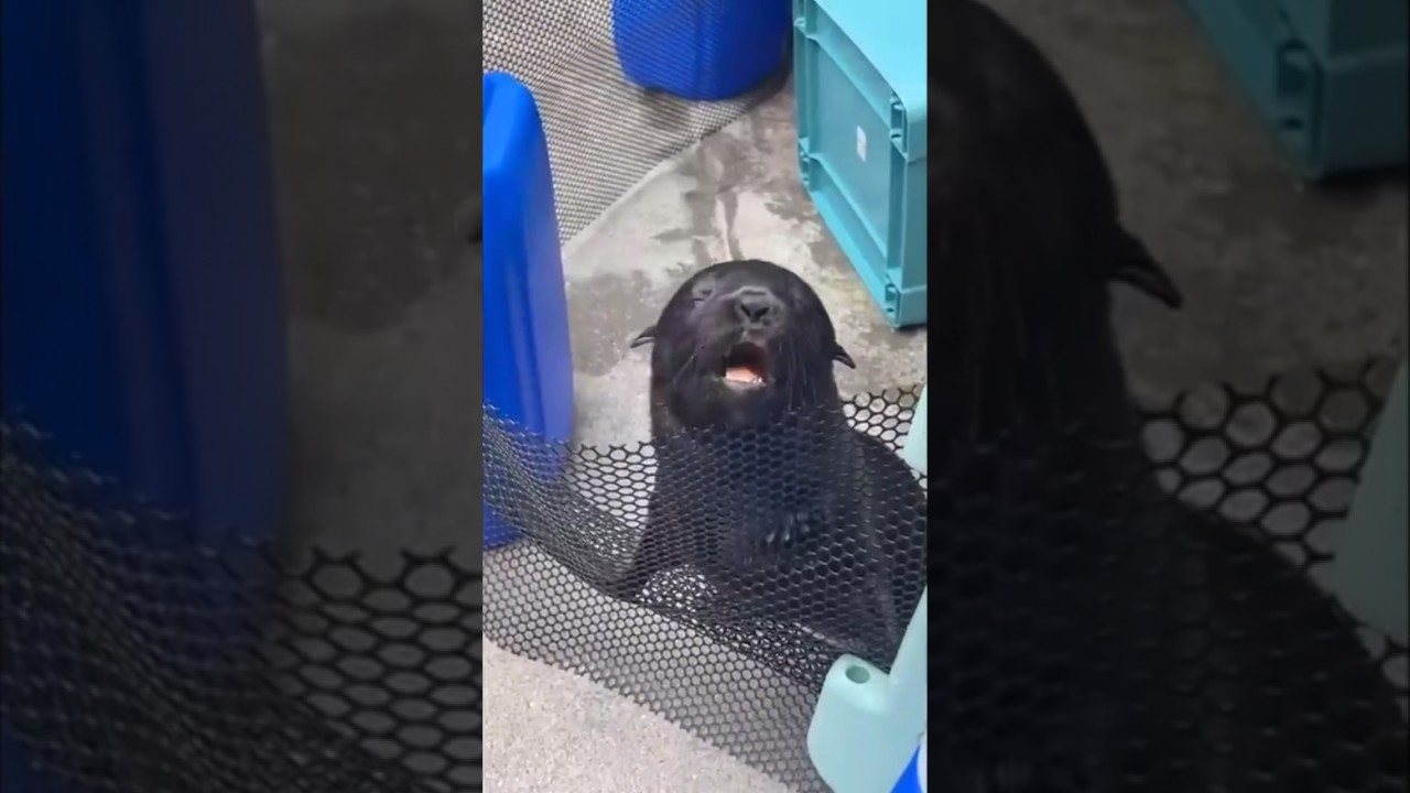 Cute seal baby crying for mama 😍 #cute #animals #likeandsubscribe #shorts #seal #Shorts_Master-