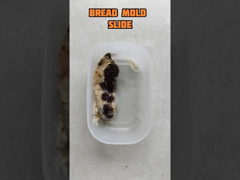 Bread mold slide experiment #shorts #trending