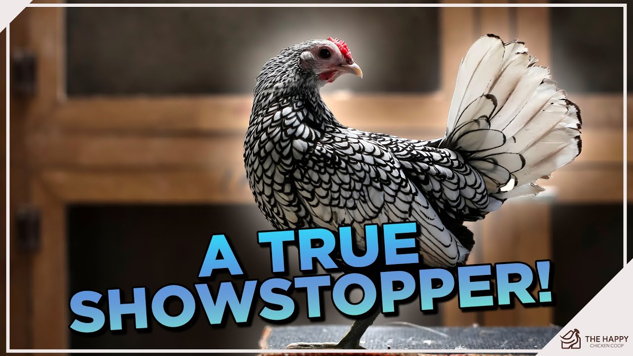 The Sebright Showstopper: A Closer Look at the Sebright Chickens