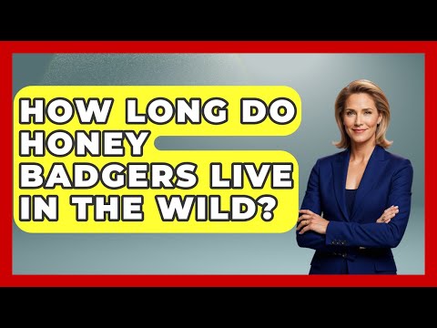 How Long Do Honey Badgers Live In The Wild? - The Wild Life Explorer