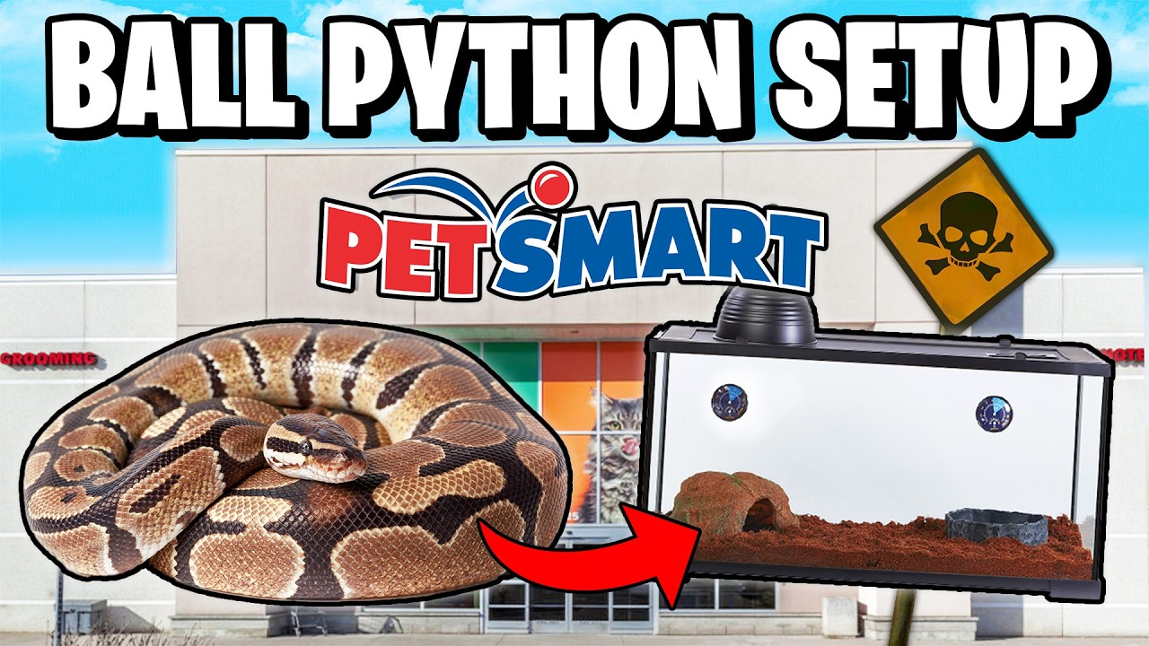 Ball Python Setup for Beginners