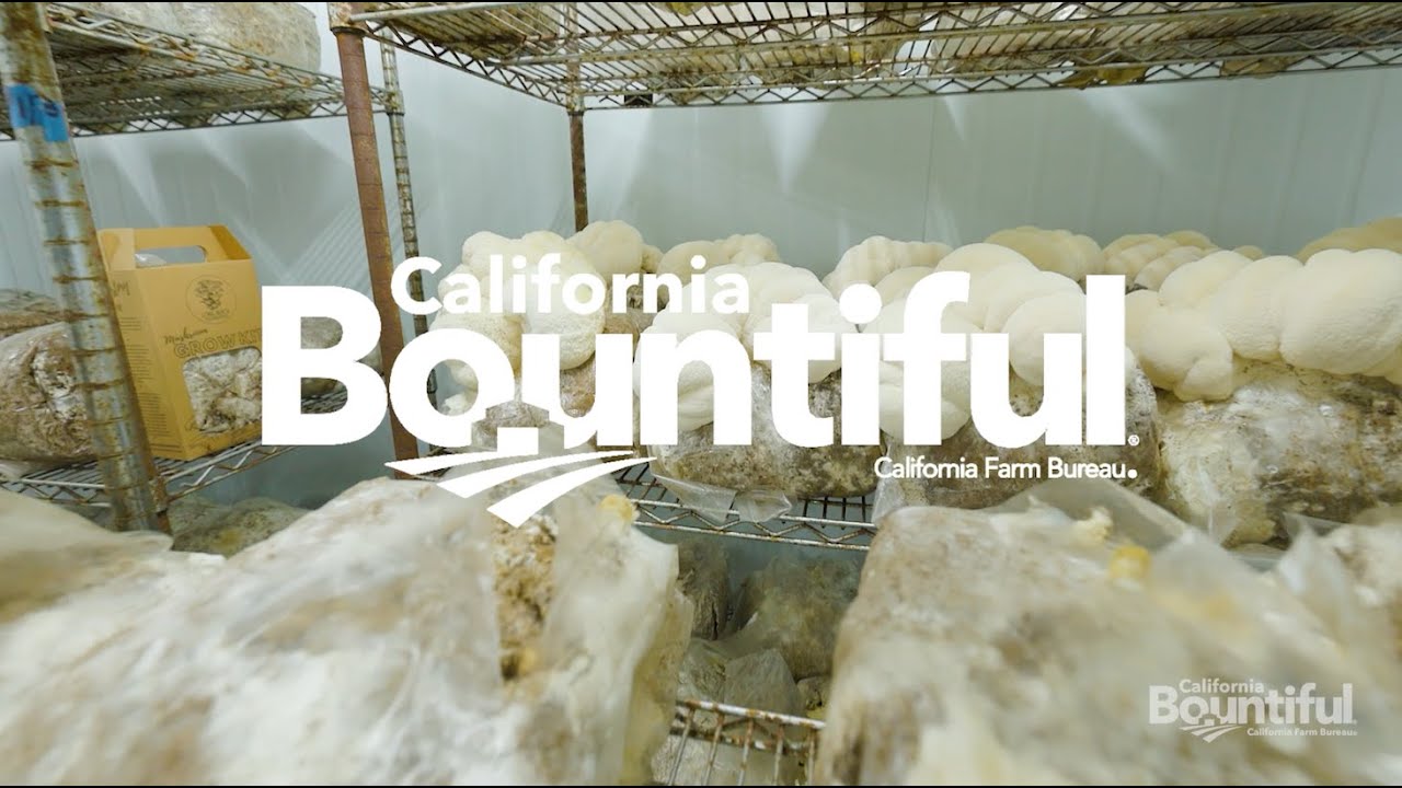 S25E05: LA County - Authentic Birria, Beachside Farming, Gourmet Mushrooms