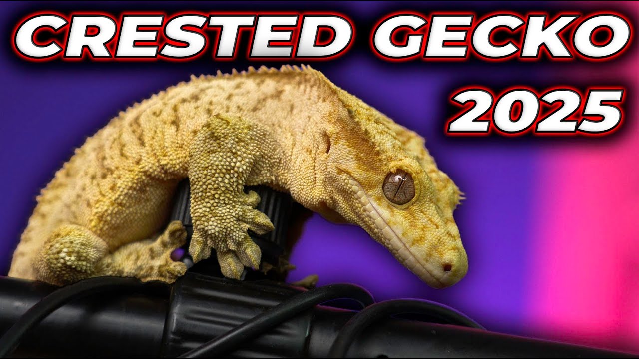 Crested Gecko Care Guide 2025