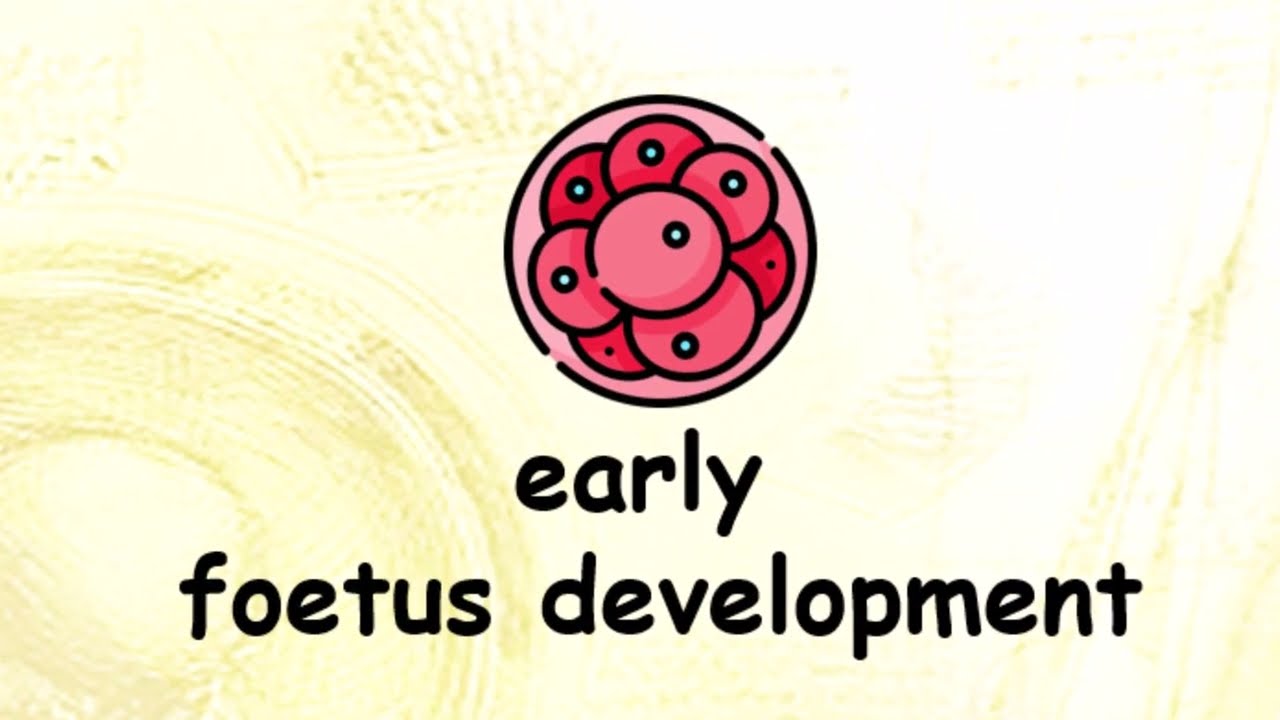 Human Reproduction Part 3: Embryonic Development Explained in 3 minutes