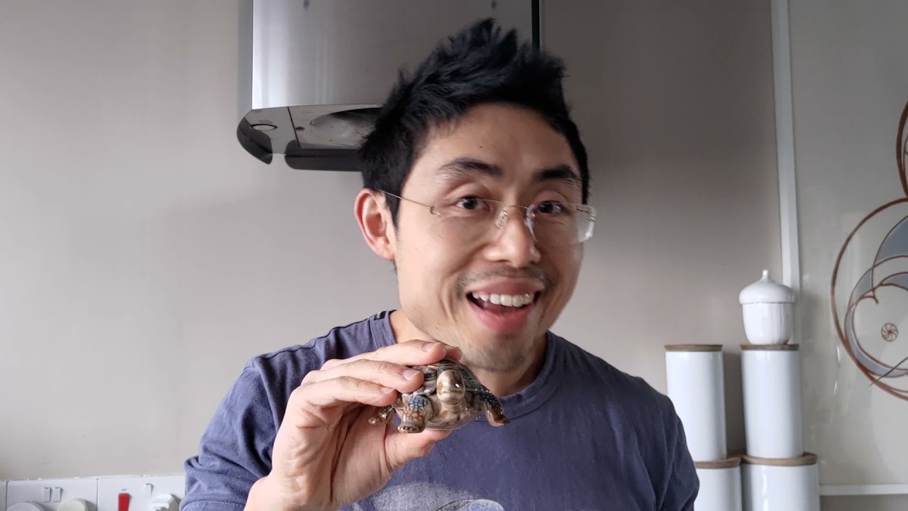 Feng Shui the 5 animals and their meanings for the command position