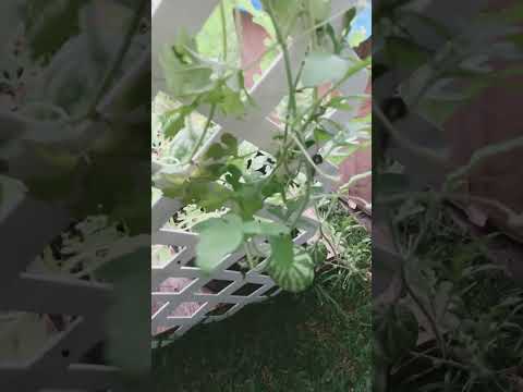 Wow! 🤯 they have grown so much! #beginnergardening #garden #backyardgarden