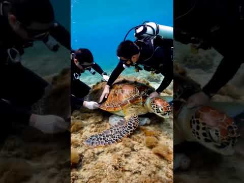Marine Biologist Save Almost Extinct Large Sea Turtle! #Rescue #WIldlife #Animals