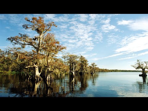 Blue Cypress Lake
