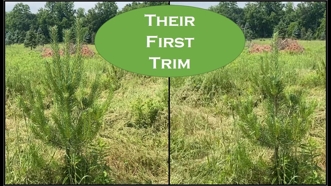 How To Shear Scotch Pine On Their First Year On Your Christmas Tree Farm