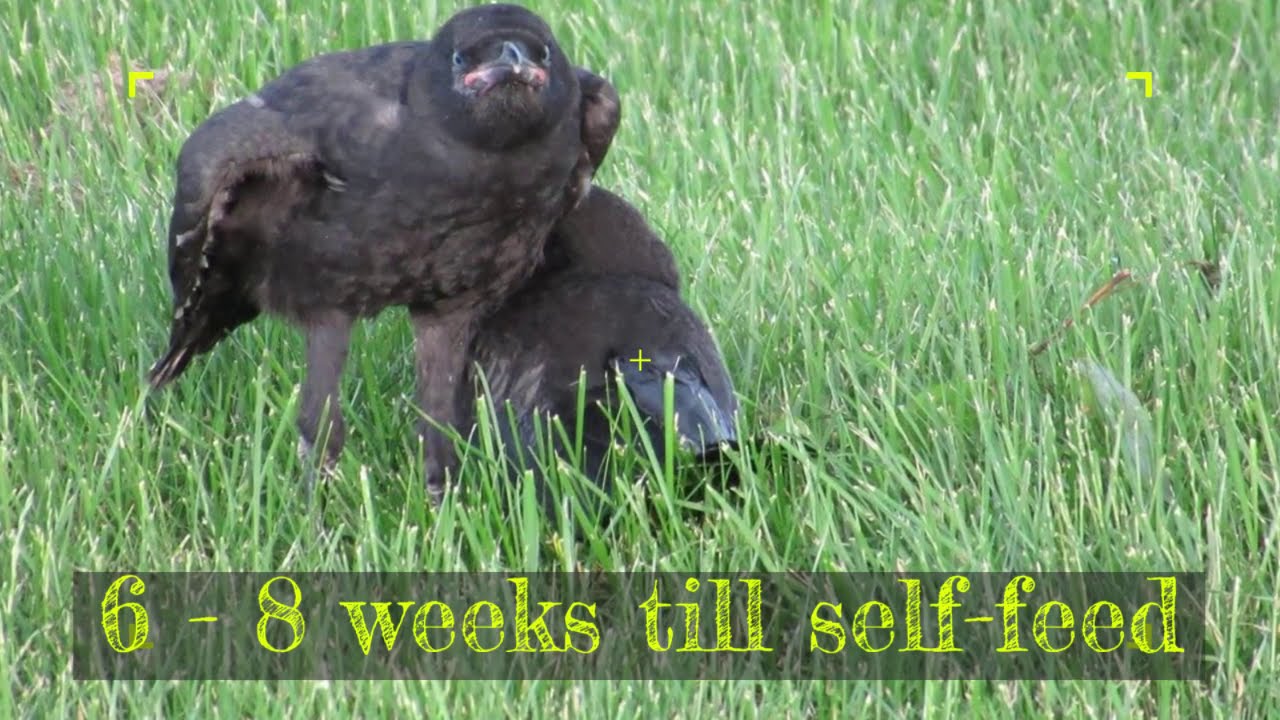 Fledgling Chilliwack Crows