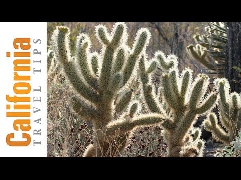 Desert Plants | Desert Landscaping | California Travel Tips