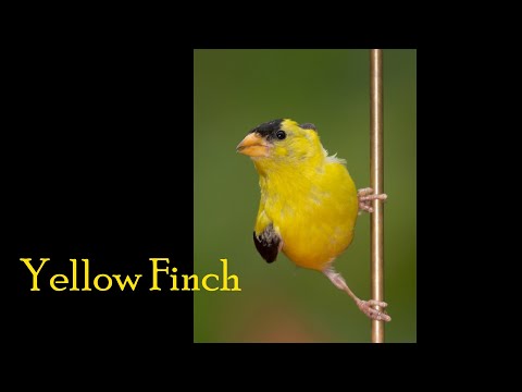 Interesting facts about Yellow Finch