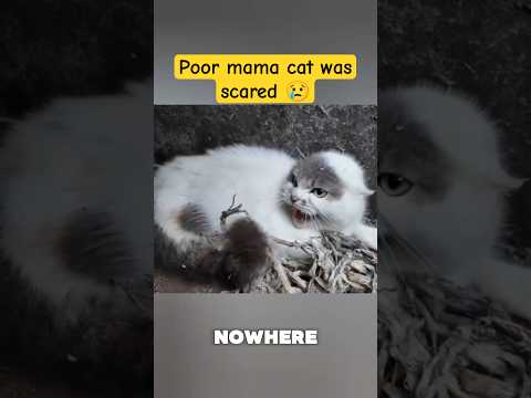 man tried to help an abandoned mama cat. #animalrescue #catrescue #cat #kitten #rescue #humanity